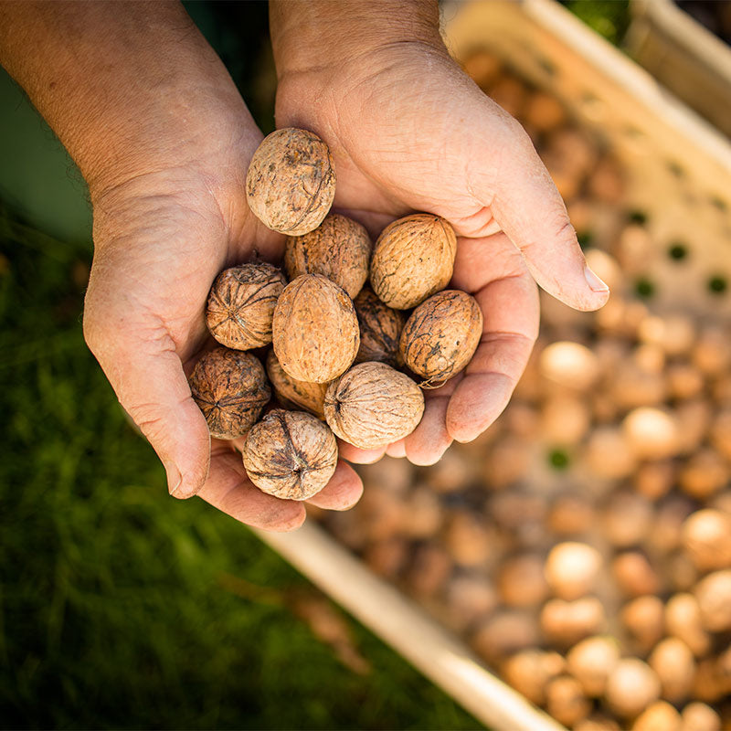 About – Omega Walnuts Australia