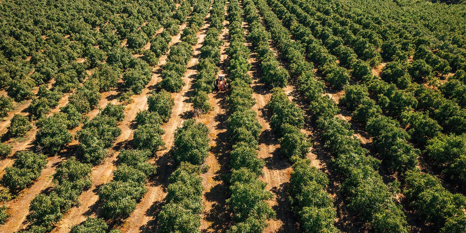 About – Omega Walnuts Australia