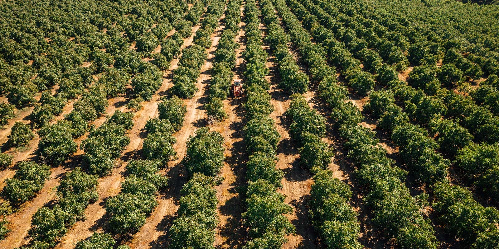 About – Omega Walnuts Australia