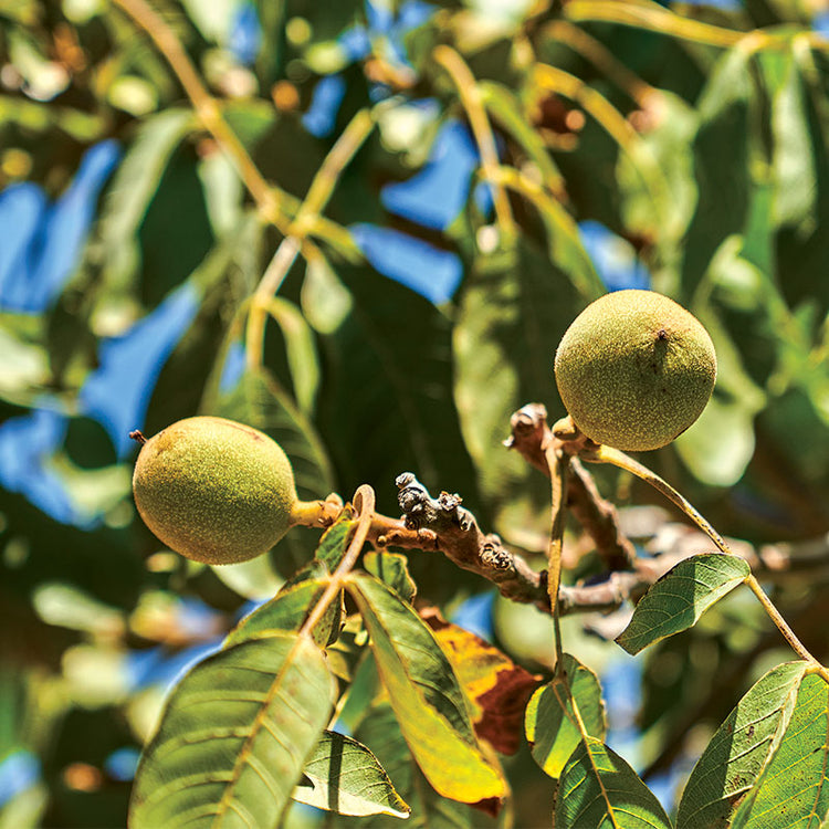 About – Omega Walnuts Australia